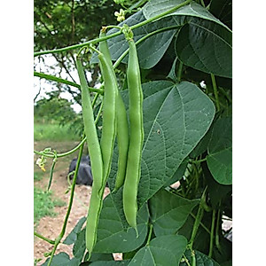 50+ Blue Lake Pole Bean Seeds for Planting Heirloom Non GMO 14 Grams of Seeds Garden Vegetable Bulk Survival