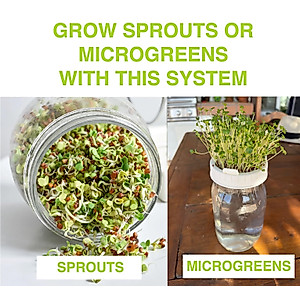 Premium Sprouts Growing Kit & Green Onion Regrower with 2 Mason Jars & Superior Sprout lids. Perfect Sprouter Set for Growing Broccoli, Alfalfa & Beans.