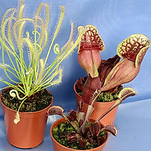 QAUZUY GARDEN- 25 Sarracenia Purpurea Seeds Purple Pitcher, Rare Tropical Exotic Plant, Very Hardy, Heat Tolerance, Easy to Grow