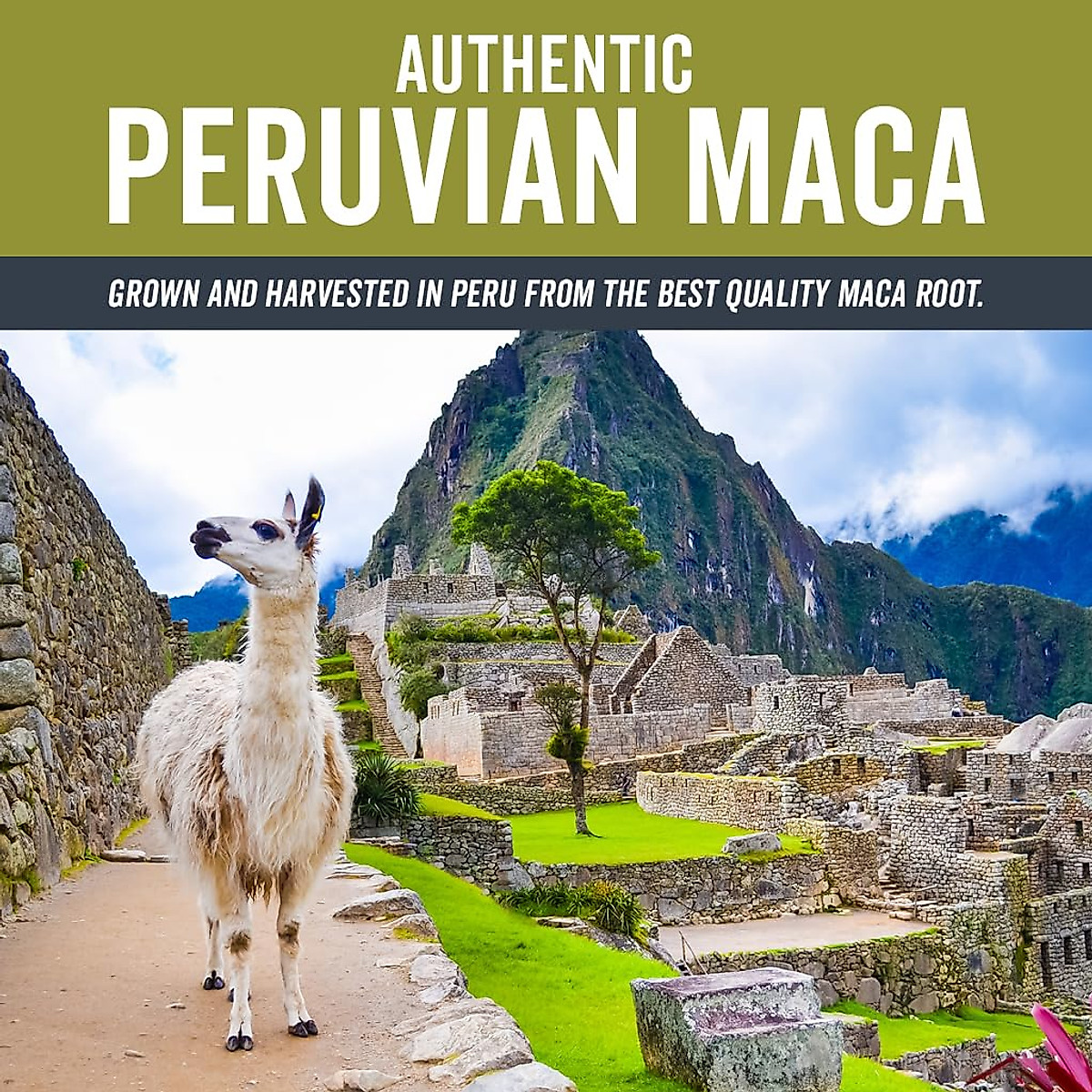 Viva Naturals Organic Maca Powder - Gelatinized Maca Powder Organic, Pervuian Superfood Traditionally Used for Energy, Certified Organic, Gluten-Free & Non-GMO, 16 Oz (1 lb) Bag