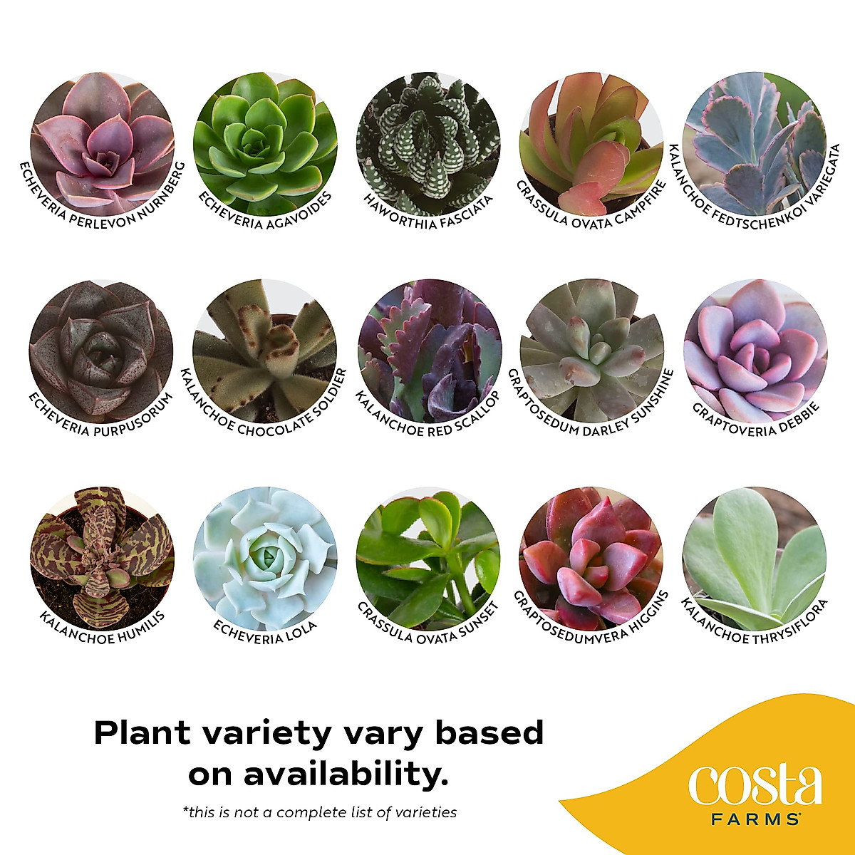 Costa Farms Succulents (25 Pack), Live Mini Succulent Plants, Grower's Choice Live Houseplants, Potted in Nursery Plant Pots, Potting Soil, Gift for Bulk Baby Shower, Bridal Shower, DIY Room Decor