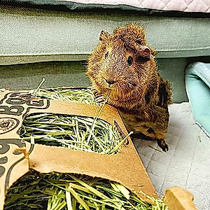 GuineaDad Timothy Hay Bar - Guinea Pig Food - 5 Pack - Pet Food for Rabbits, Small Animals, Hamster Food - Filtered & Hand Packed Guinea Pig Hay - Keeps Hay Secure and Encourages Active Eating