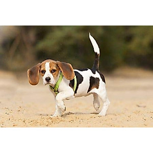 dog bone health supplement - DOG HIP AND JOINT HEALTH - STIFF JOINT SOLUTION - LUBRICATES JOINTS - VET APPROVED - dog glucosamine and chondroitin supplement - 2 Bottles (240 Treats)