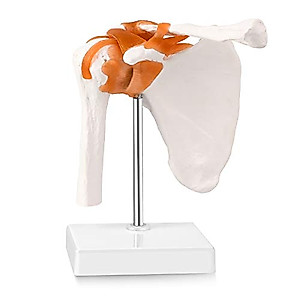 LYOU Human Shoulder Joint Model, Life Size Flexible Anatomically Accurate Shoulder Skeleton Model with Functional Ligaments and Removable Base
