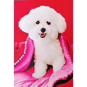 Greeting Card As Far As Friends Go - You're The Best of The Breed! Happy Birthday with Bichon Frise Dog (Friendship)