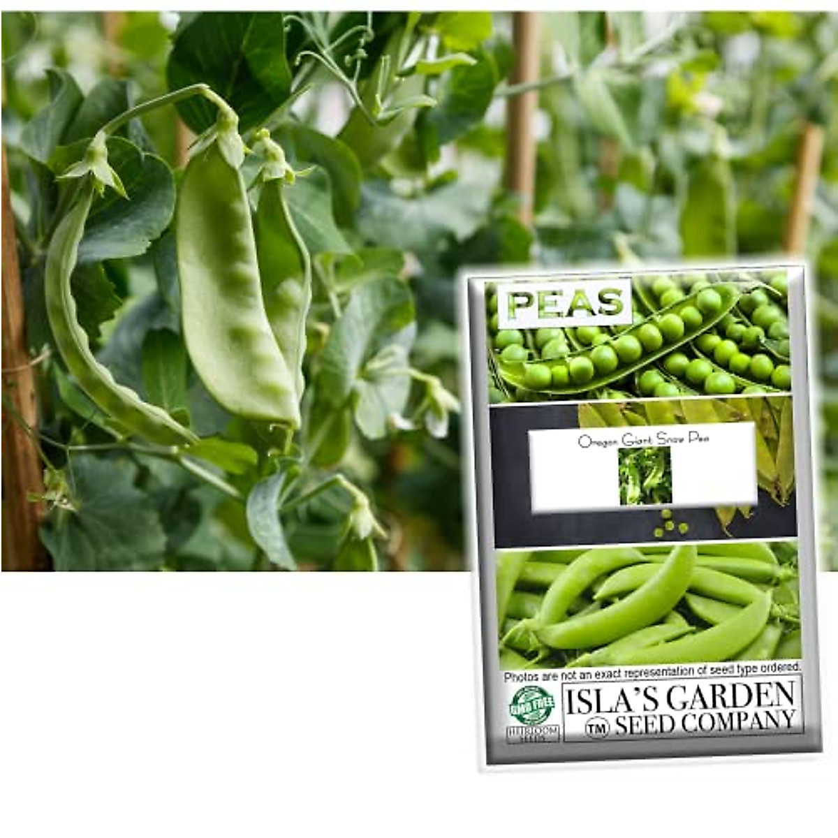 Oregon Giant Snow Pea Seeds for Planting, 25+ Heirloom Seeds Per Packet ...