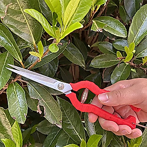 Extra Long Garden Scissors Gardening Tools Micro-Tip Pruning Shears, Non-Stick Precision-ground Blades, 9.6” Sharp Plant Fruit Trees Bonsai Sharp Garden Scissors