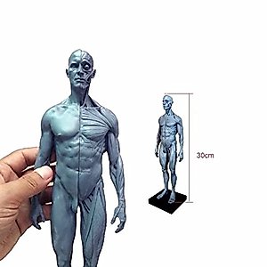 BoNew-Oral 30CM Human Anatomical Anatomy Skull Head Body Muscle Bone Resin Model