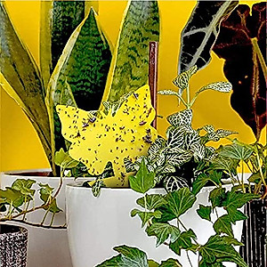 Fruit Fly Sticky Traps, Sticky Traps for Bugs 96 Pack Yellow Double Side Sticky Trap with Shovel for Gnat, Fruit Fly, White Fly, Aphid, Leaf Miner