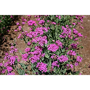 Catchfly Flower Seeds for Planting, 3000+ Seeds Per Packet, (Isla's Garden Seeds), Non GMO & Heirloom Seeds, Scientific Name: Silene, Great Home Flower Garden Gift
