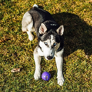 Playology Pork Sausage Scent Dental Chew Ball Dog Toy, Small