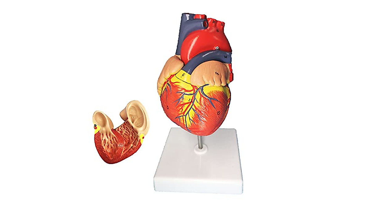 Veipho Human Heart Model - Life-Size & Detailed Anatomy for Education