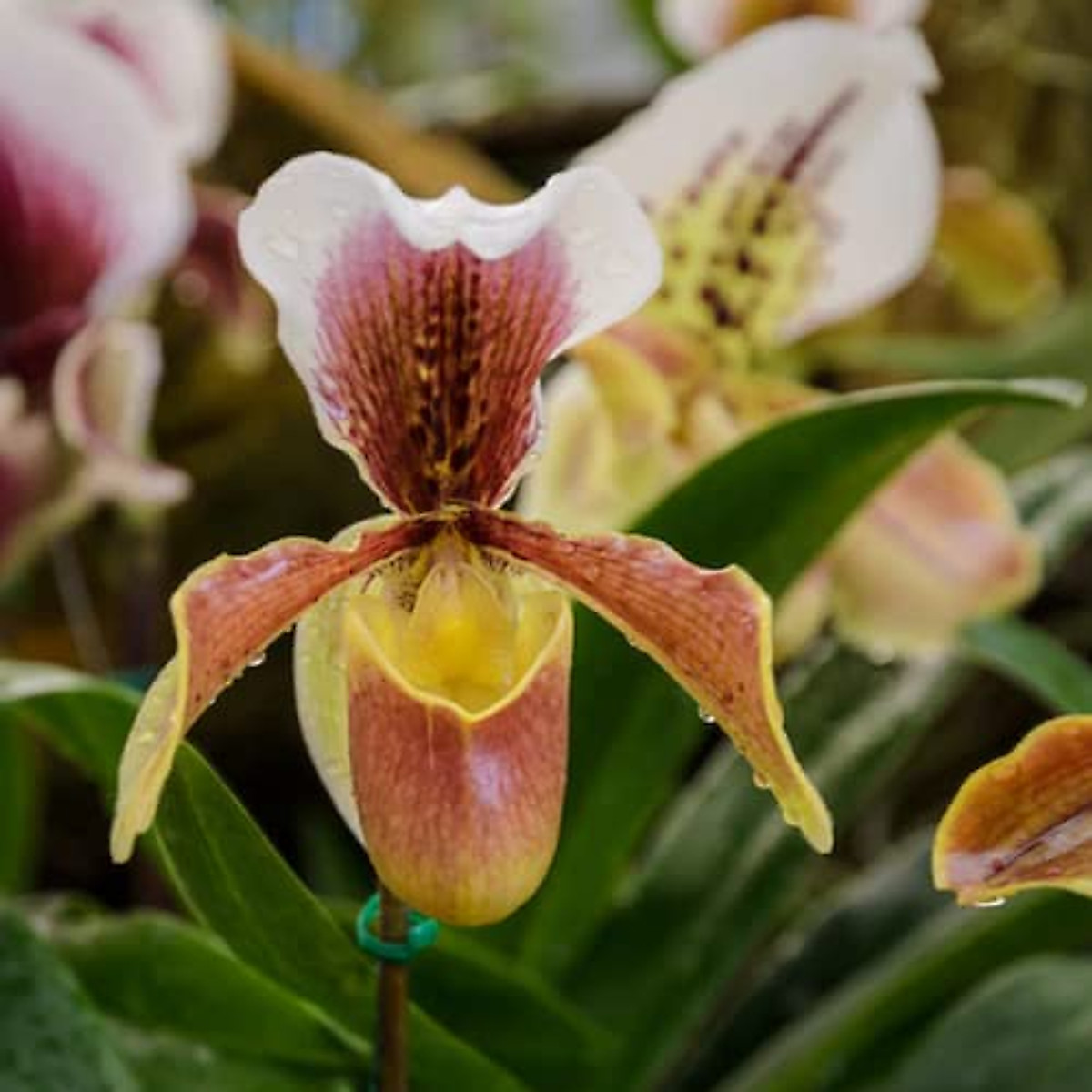 CHUXAY GARDEN Cypripedioideae-Lady's Slipper Orchids,Lady Slipper Orchids 100 Seeds Tropical Exotic Orchids Rare Small Orchid