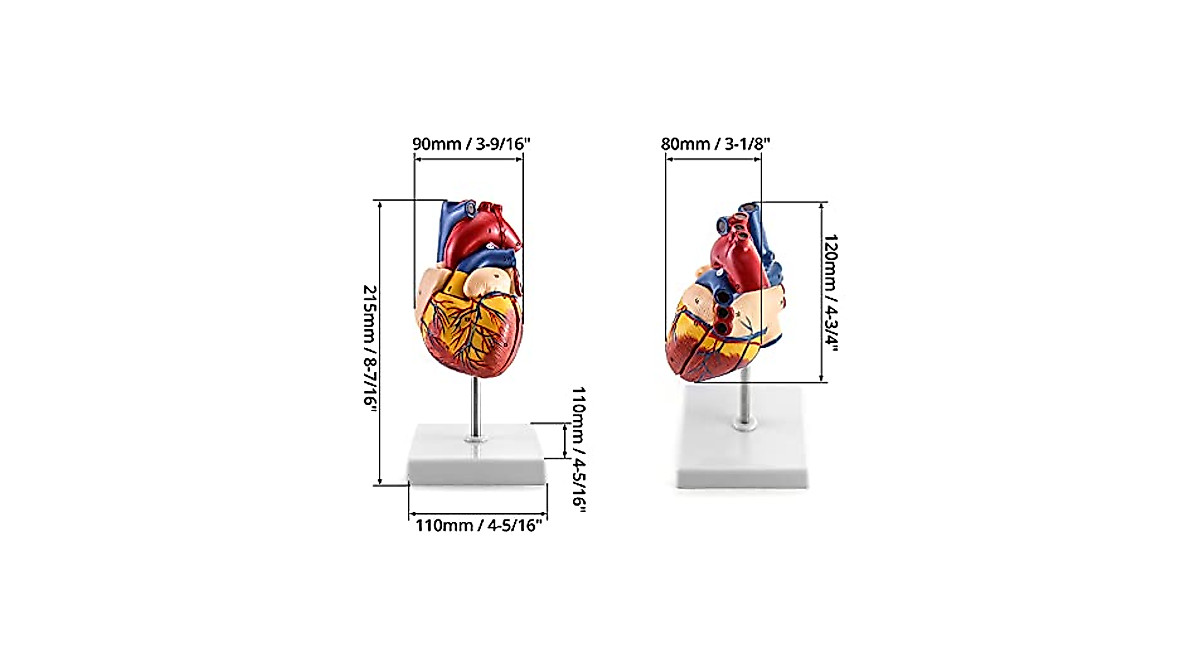 QWORK Life Size Human Heart Model | 34 Anatomical Structures