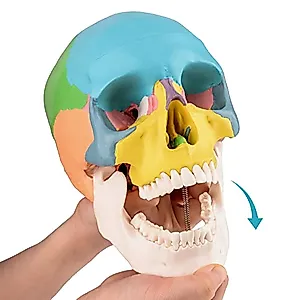Colored Human Skull Model, Life-Size Painted Human Skull Head Bone for Medical Student Human Anatomy Study Course