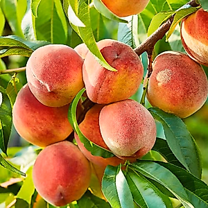 CHUXAY GARDEN Contender Peach Tree Seed 5 Seeds Edible Fresh Sweet Fruit Non-GMO Dwarf Peach Trees High Yield Flourishing
