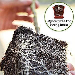 Organic Potting Mix by Perfect Plants for All Plant Types - 8qts for Indoor and Outdoor Use, Great for Veggies, Spices, and Holistic Herbs