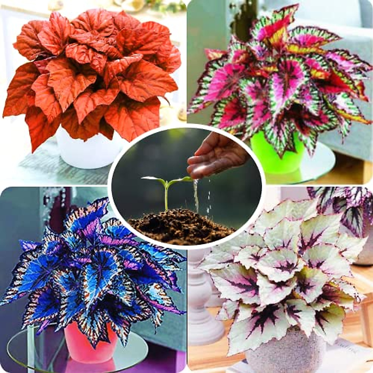 Mix Coleus Seeds for Planting, 100 Beautiful Coleus Flower Seeds