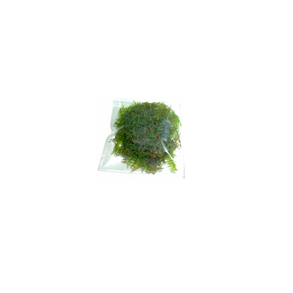 Marcus Fish Tanks - 3X Christmas Moss Vesicularia Montagne Live Freshwater Aquarium Plants Xmas Moss