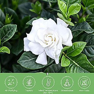 American Plant Exchange Gardenia Vetchii Mini Braided Tree, 6-Inch Pot, Indoor Flowering Plant, Fragrant White Blooms, Moderate Care Live Houseplant, Perfect for Porches, Patios, & Gardens