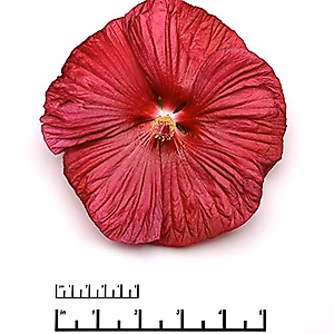 Outsidepride Hibiscus Luna Rose Garden Flower Seed & Foliage Container Plants - 20 Seeds