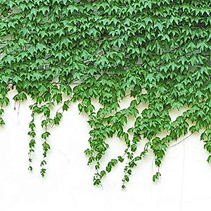 100+ Ivy Vine Liana Seeds Green Vines Climbing Beautiful Ground-Creeping Plants Bonsai Home