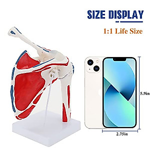HINGONS Shoulder Joint Model with Muscle, Life Size Human Anatomical Shoulder Ligament Model for Patient Science Education and Anatomy Research (Includes a Base)