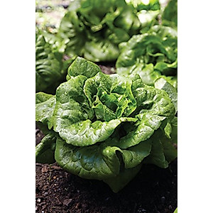 Burpee Buttercrunch Hybrid (Organic) Lettuce Seeds 1100 seeds