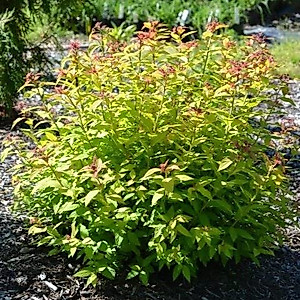 Gold Flame Spirea - 1 Gallon Trade Pot, 1'ft Tall, Established Potted Plant, Spiraea x bumalda, Established Healthy Roots, Fast Growing Tree