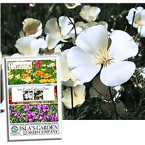 Ivory Castle White California Poppy Seeds for Planting, 1000+ Seeds Per Packet, (Isla's Garden Seeds), Non GMO & Heirloom Seeds, Scientific Name: Eschscholzia californica, Great Home Garden Gift
