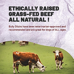 MaxiChew Odor-Free Bully Sticks(6 Inch, Pack of 10), Non-GMO, Fully Digestaible 100% Beef Pizzle Chews, Grain_Free, Grass-Fed, Best Dental Treat, Natural Long-Lasting, Premium Chews for Dogs