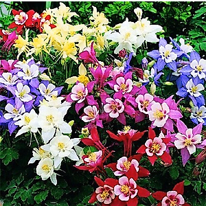 200+ Columbine McKana Giants Flower Seeds, Perennial, Aquilegia caerulea, Colorful, Attracts Bees and Hummingbirds! from USA