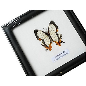 FRAMED REAL BEAUTIFUL THE COMMON MAP BUTTERFLY DISPLAY INSECT TAXIDERMY 5"X5"X1"