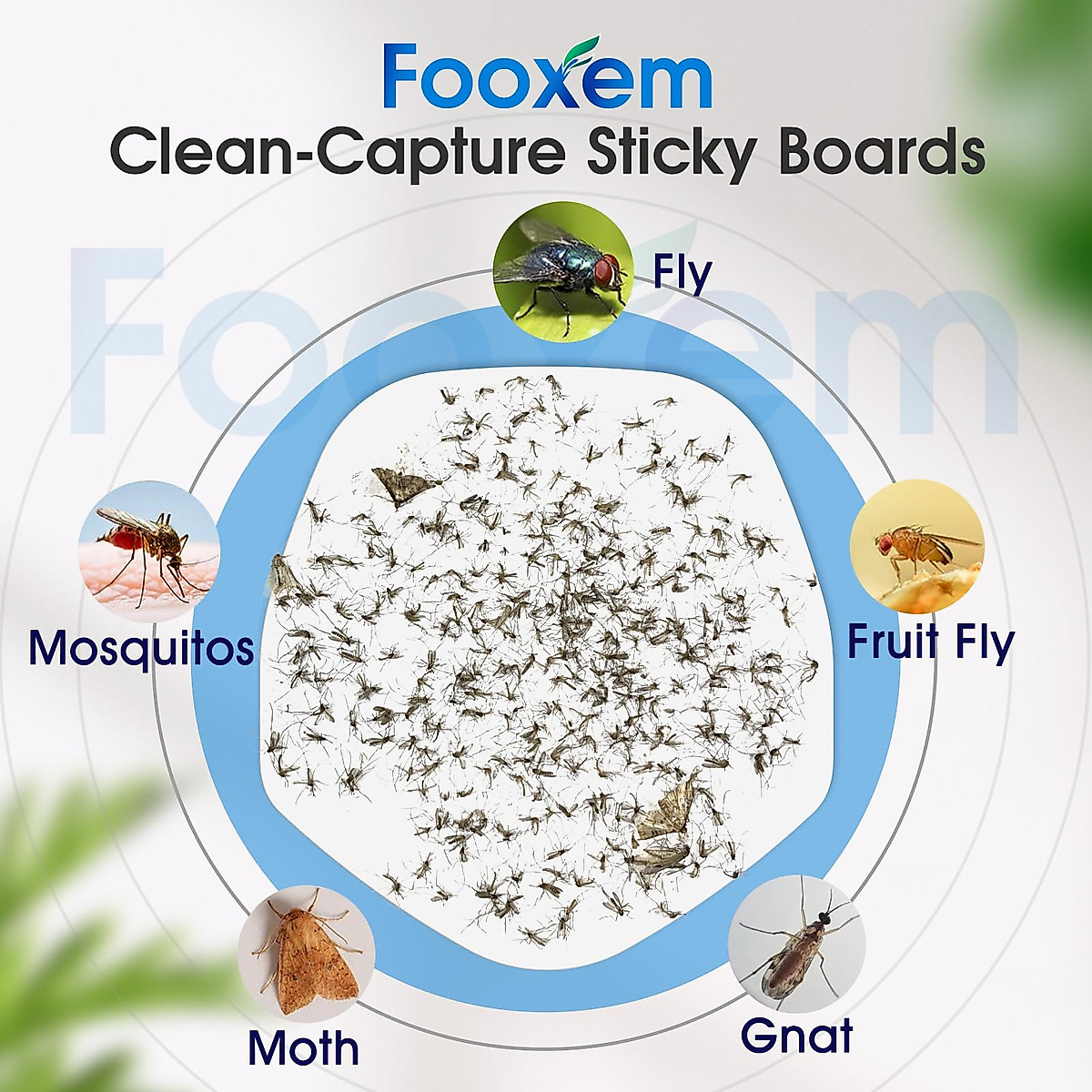 Fooxem Glue Board Refills for Fruit Fly Traps Indoor, Replacement Sticky Boards for Gnats Moths Mosquitos Pest Control, 10 Pack