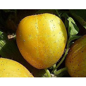 Heirloom Lemon Cucumber Seeds - Cucumis sativus - 30 Seeds, 1 Gram - B31
