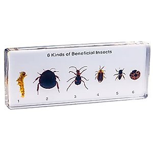 Resin Insect Specimen Set, Science Toys for Kids Aged 3-12 (6 Kinds of Beneficial Insect)