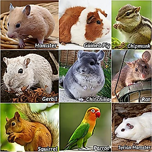 BNOSDM Wooden Hamster Platform for Cage with Ladder Dwarf Hamster Standing Platform Wood Rat Cage Accessories Exercise Toy for Mouse Guinea Pig Chinchilla Gerbil Squirrel (L)