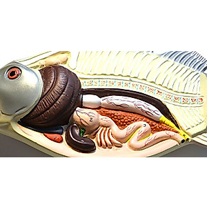 3D Fish Dissection Model, 14" Length