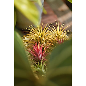 Air Plants Live - Home and Garden Decor - Live House Plants - Easy Care (6 pcs)