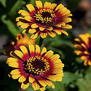 Outsidepride Zinnia Zowie Yellow Flame Heat & Drought Tolerant Garden Cut Flowers - 30 Seeds