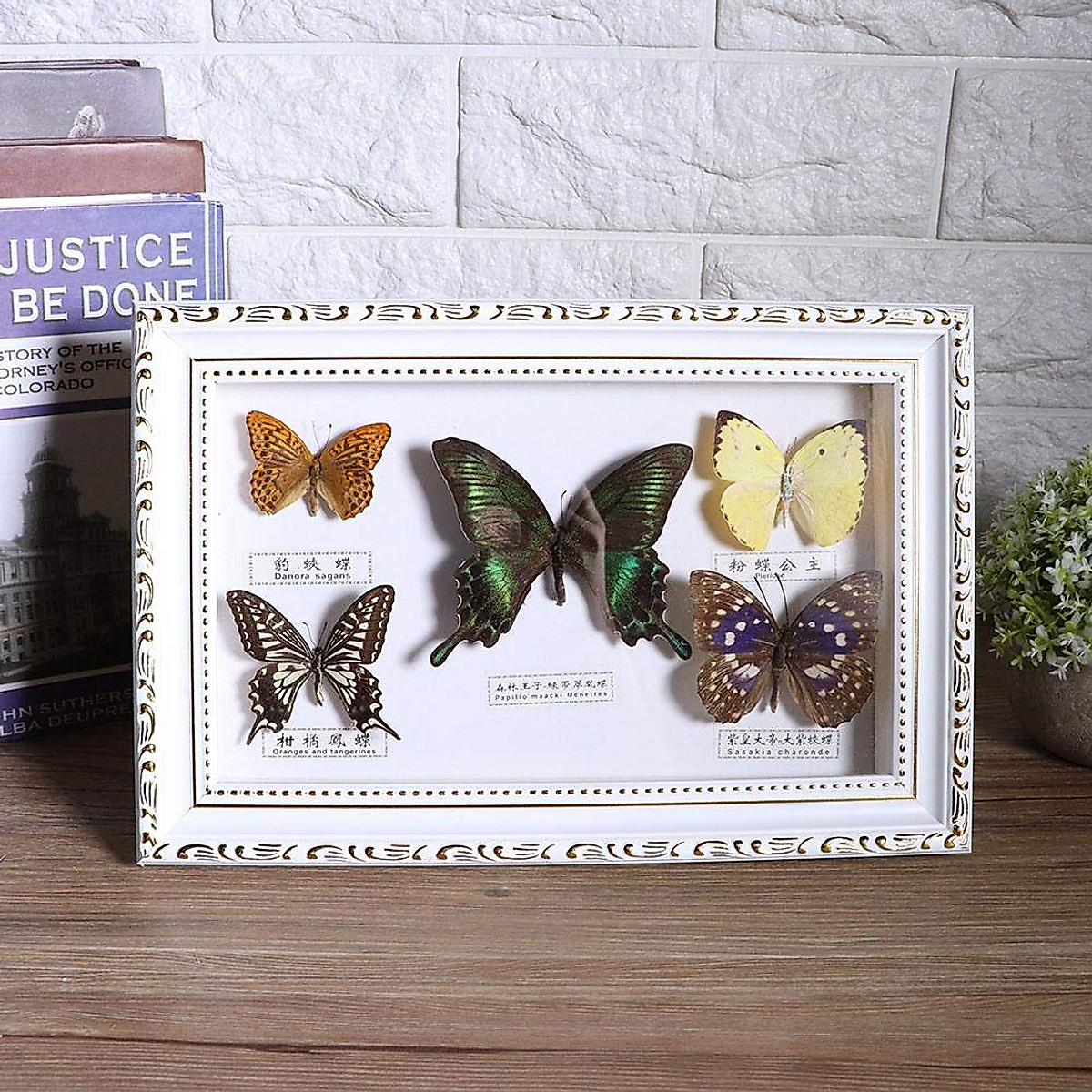 eboxer-1 Butterflies Specimen, Exquisite Butterflies Insect Specimen Crafts for Home Office Decorate Ornament Butterfly Wall Art, As a Gift for Friends and Family, 7.7 x 11.6 x 1.6 in (White Frame)