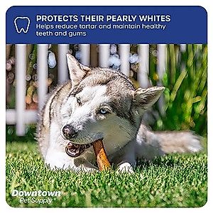 Downtown Pet Supply 6 inch Bully Sticks for Large Dogs, 5 Pack of Jumbo Extra Thick Treats for Aggressive Chewers, Single Ingredient, Rawhide-Free Long Lasting Dental Chews for Big and Medium Dogs