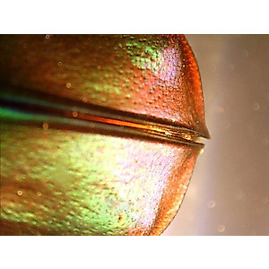 Celestron - 5 MP Digital Microscope Pro - Handheld USB Microscope Compatible with Windows PC and Mac - 20x-200x Magnification - Perfect for Stamp Collecting, Coin Collecting