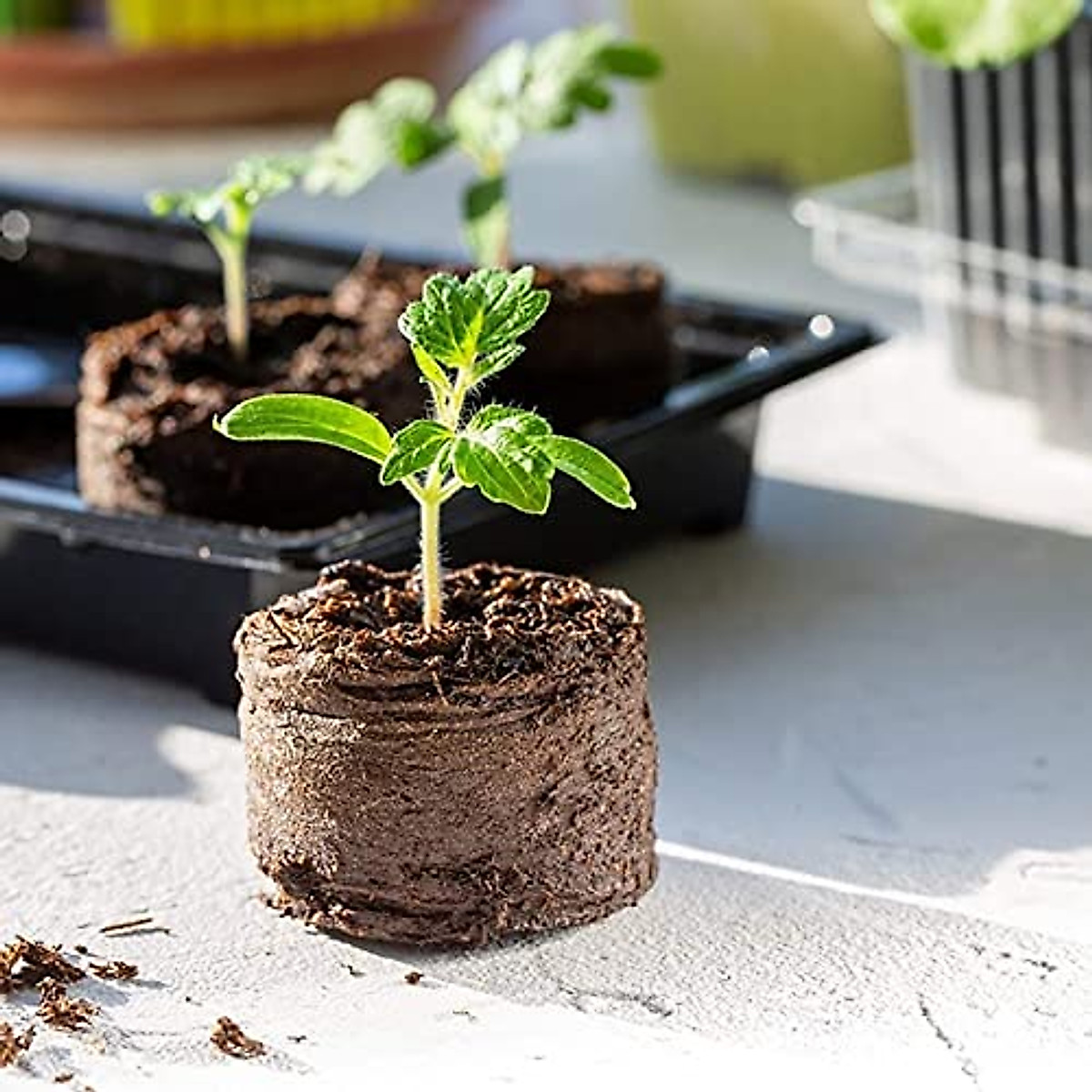 LCYATSI 2 Set 80-Cell Seed Starter Kit with Grow Light and 80pcs Peat Pellet Humidity Dome (80 Cells Total Tray) Seed Starting Trays, Base Large Greenhouse Germination Kit for Seeds Growing Starting