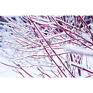 8 Red Dogwood Cuttings to Plant - No Roots, Easy to Grow