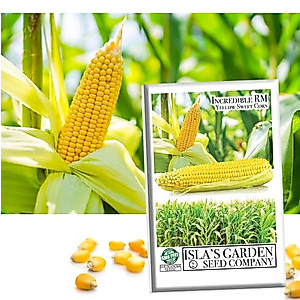 "Incredible" RM Sweet Yellow Corn, 75 Heirloom Seeds, Sweet Incredible Flavor! Fantastic Addition to Your Home Garden! (Isla's Garden Seeds),90% Germination Rates, Non GMO Seeds