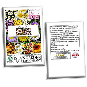 "Painted Daisy" Flower Seeds for Planting, 500+ Flower Seeds Per Packet, (Isla's Garden Seeds), Non GMO & Heirloom Seeds, Scientific Name: Chrysanthemum Carinatum