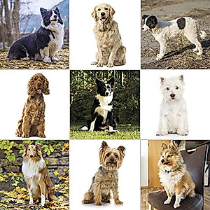 WAHL Clipper Pet-Pro Dog Grooming Kit - Heavy-Duty Electric Corded Dog Clipper for Dogs & Cats with Fine & Medium Coats - Model 9281-210