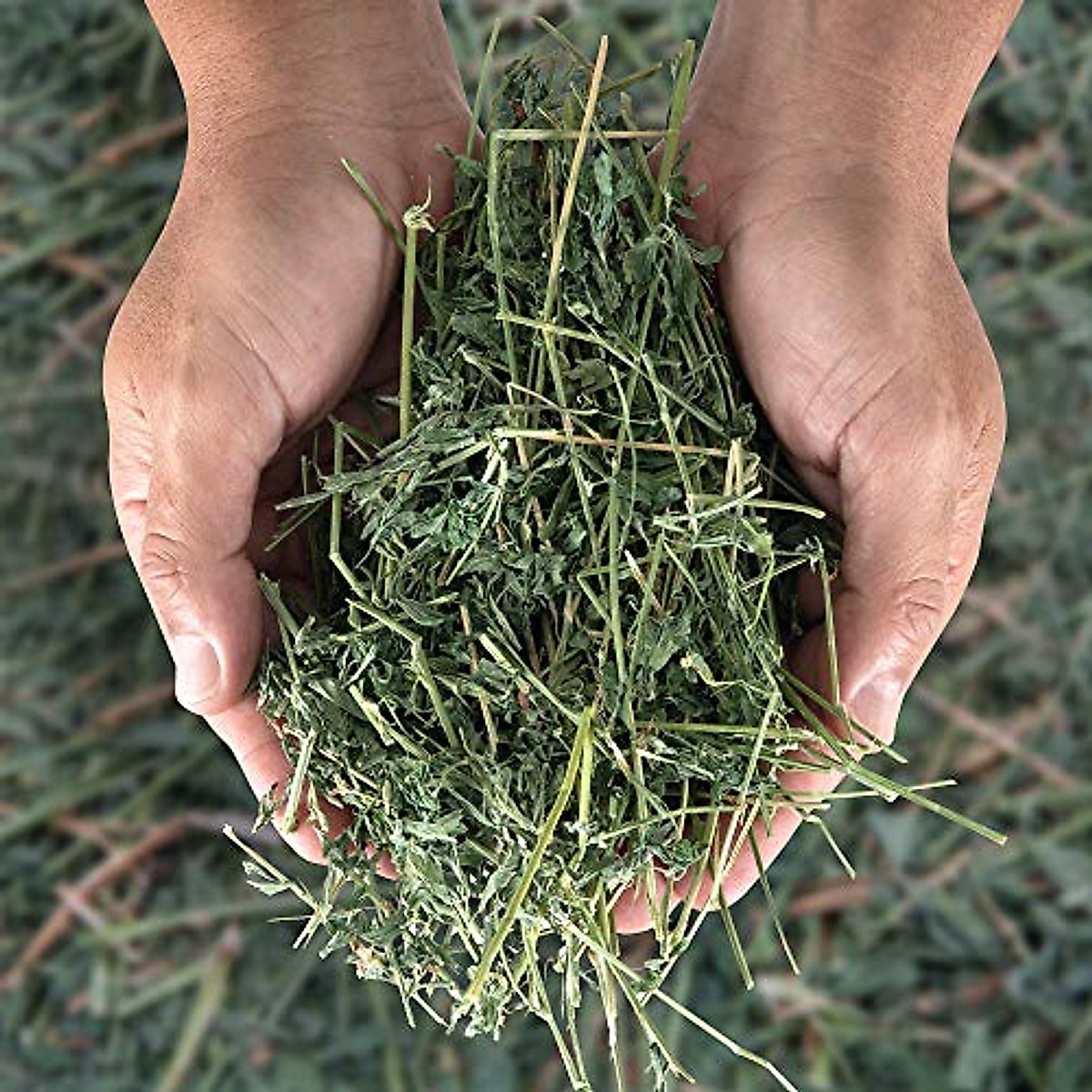 High Desert Alfalfa Hay - Dried Natural Alfalfa Hay for Rabbits, Guinea Pigs, Chinchillas, and Ferrets - Protein and Fiber Rich Food for Small Animals - Healthy Pet Food