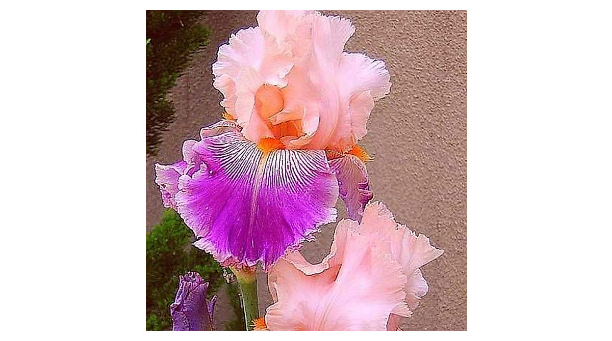 35pcs Rare Heirloom Iris Seeds for Vibrant Gardens
